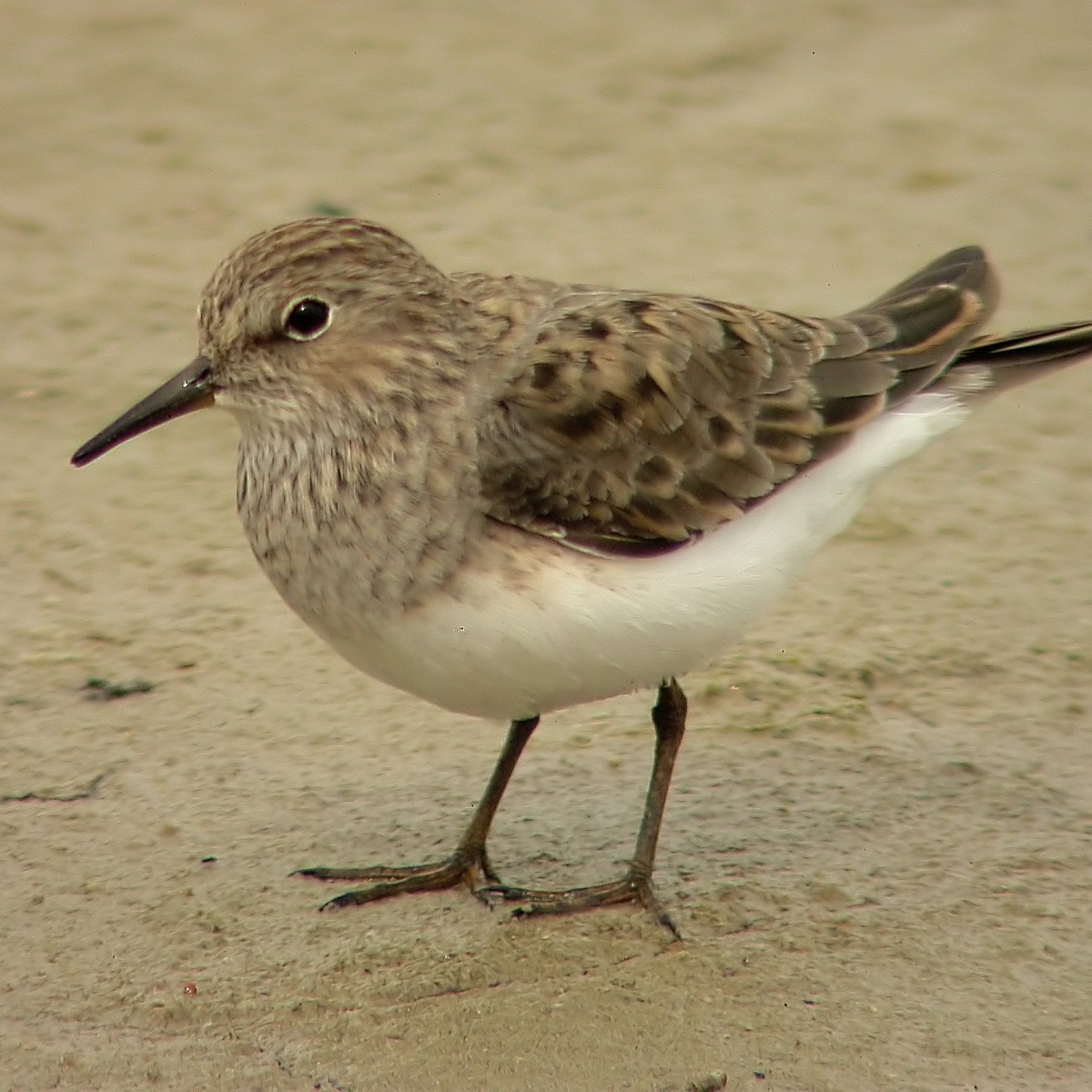 Calidris temminckii, Temminck's Stint Calidris temminckii, Temminck's Stint
